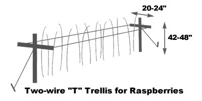 Raspberry Trellis : r/gardening